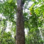 5 Iconic Borneo Flora in Malaysia You Need to Know!