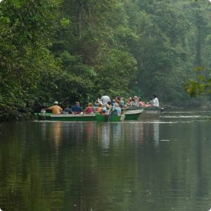 25 Fun Facts About Borneo Jungle Ecosystem (2025 Edition)