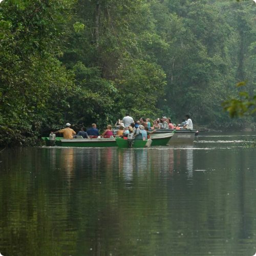 25 Fun Facts About Borneo Jungle Ecosystem (2025 Edition)