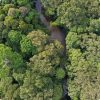 The Story of Borneo Rainforest : A Living Legacy (Complete)