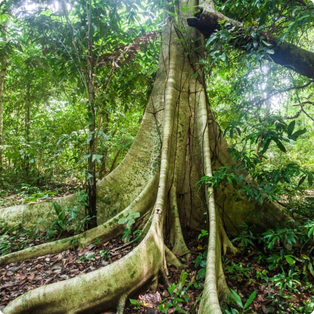 Types of Flora And Fauna You'll Find at Borneo Flora Festival