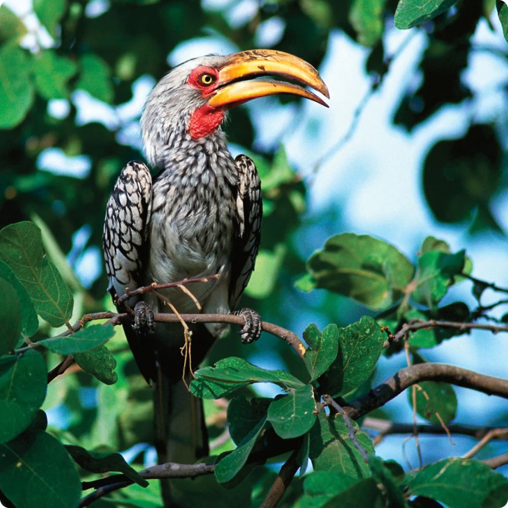 Types of Flora And Fauna You'll Find at Borneo Flora Festival