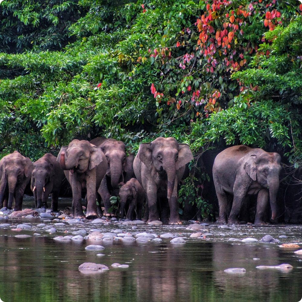 Types of Flora And Fauna You'll Find at Borneo Flora Festival