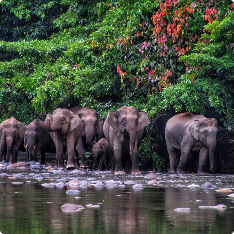Types of Flora And Fauna You'll Find at Borneo Flora Festival