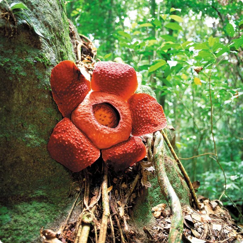 Types of Flora And Fauna You'll Find at Borneo Flora Festival