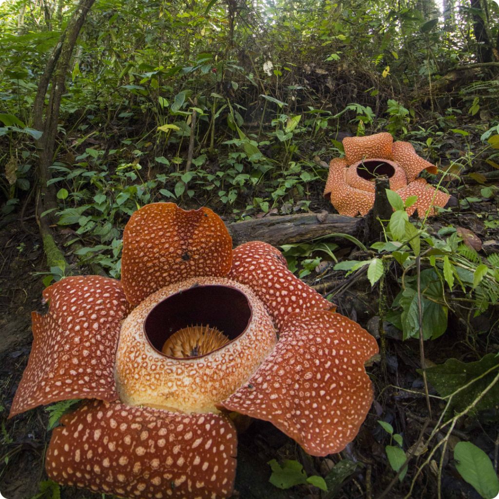 Rafflesia Malaysia : 11 Facts About World Largest Flower!